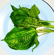 Pohpohan: Lalaban Khas Gunung Salak – Media Online Green Indonesia