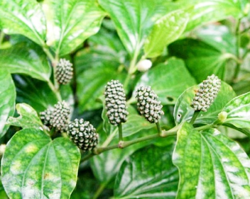 “Jangan Lupakan Tumbuhan Karuk” – Media Online Green Indonesia