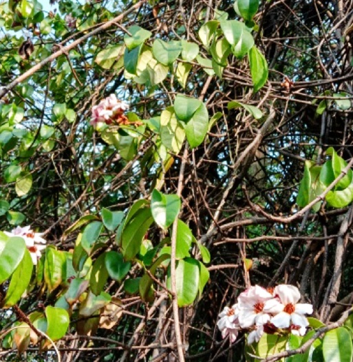 Liana; Dari Hutan Indonesia untuk Dunia – Media Online Green Indonesia