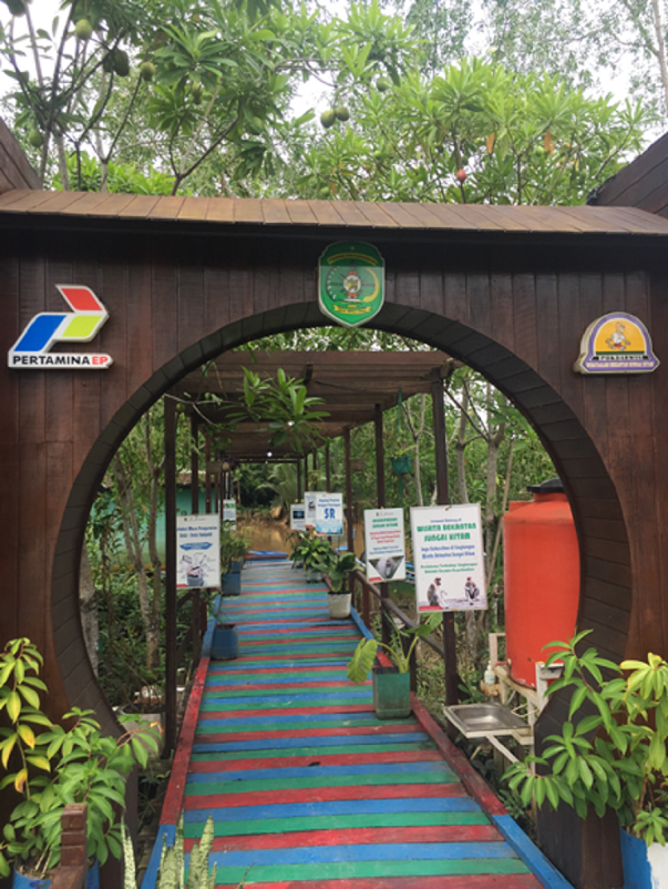 Pesona Ekowisata Mangrove di Sekitar IKN – Media Online Green Indonesia